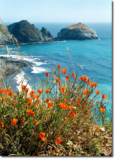 California Coast Poppies
